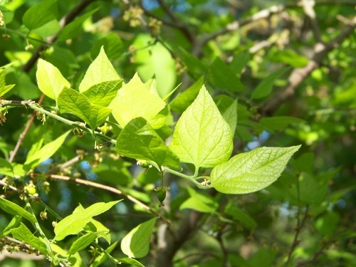 Dwarf hackberry (Celtis tenuifolia) Flower, Leaf, Care, Uses - PictureThis