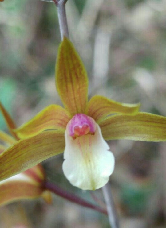Hong kong ania (Ania hongkongensis) Flower, Leaf, Care, Uses - PictureThis