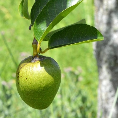 Anón liso (Annona glabra) - PictureThis