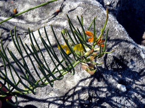 Gannas Care (Watering, Fertilize, Pruning, Propagation) - PictureThis