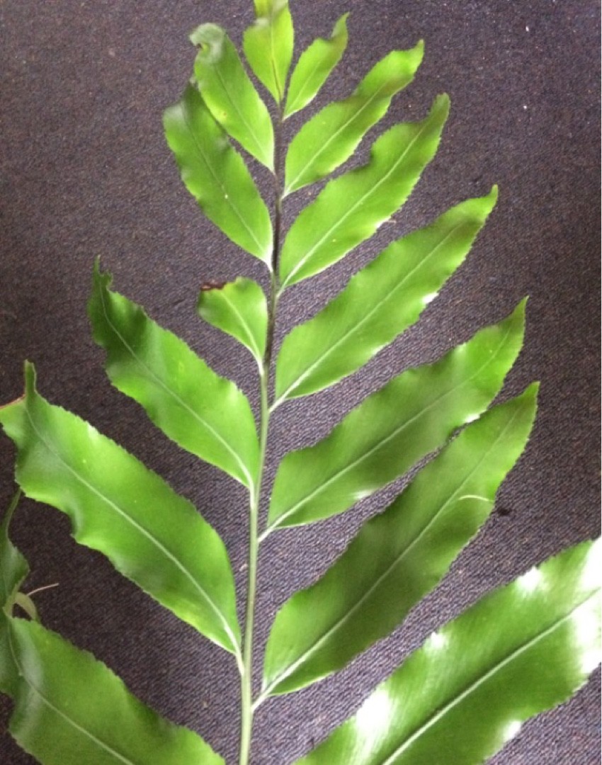 Asplenium oblongifolium - PictureThis