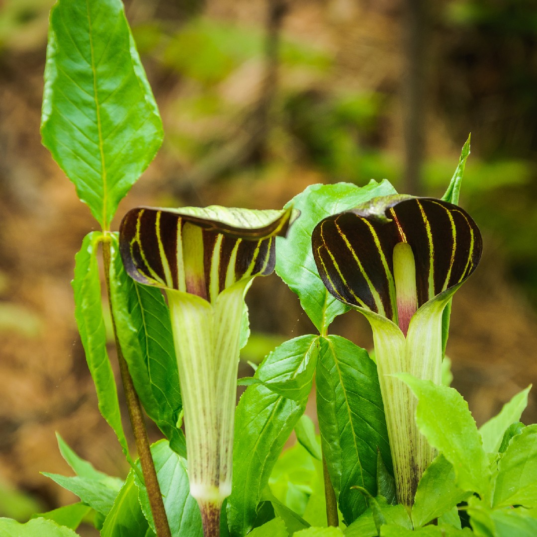 PictureThis - (Arisaema triphyllum) Arisaema Triphyllum