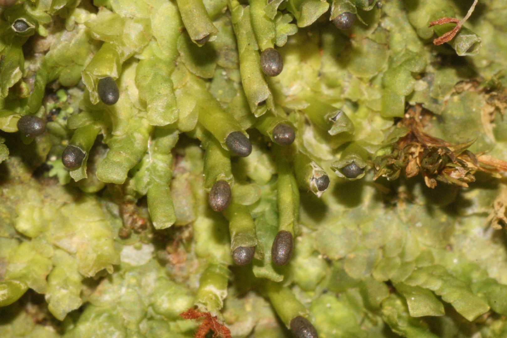 Radula complanata - PictureThis