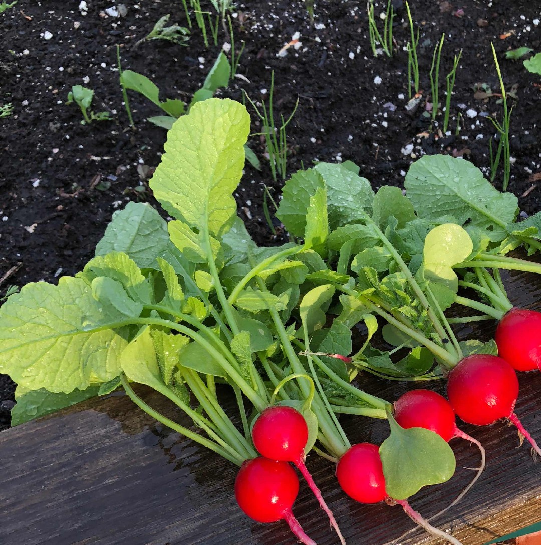 Raphanus sativus 'Rudi' - PictureThis