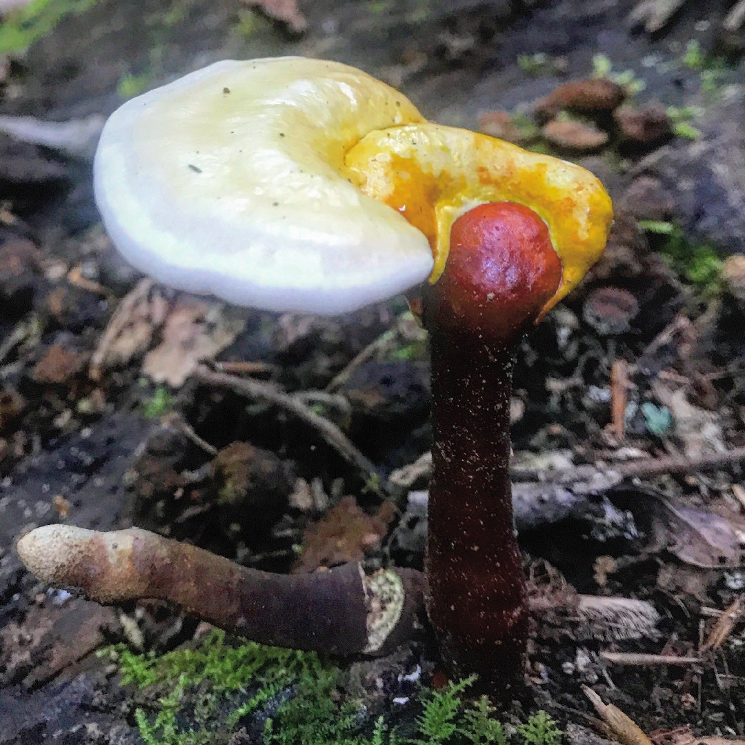 Hongo de la inmortalidad (Ganoderma curtisii) - PictureThis