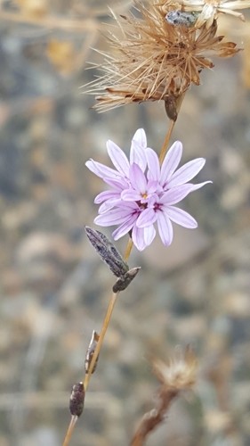 Lessingia leptoclada - PictureThis