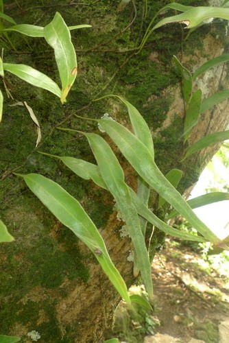 Lanceleaf tongue fern (Pyrrosia lanceolata) Flower, Leaf, Care, Uses ...