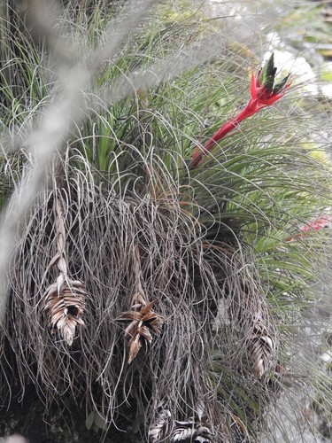 Tillandsia punctulata Flower, Leaf, Care, Uses - PictureThis