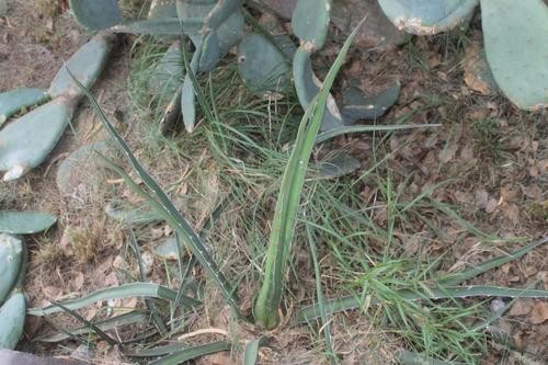 Agave difformis Flower, Leaf, Care, Uses - PictureThis