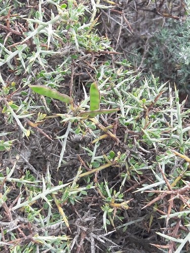 Aliaga (Genista scorpius) - PictureThis