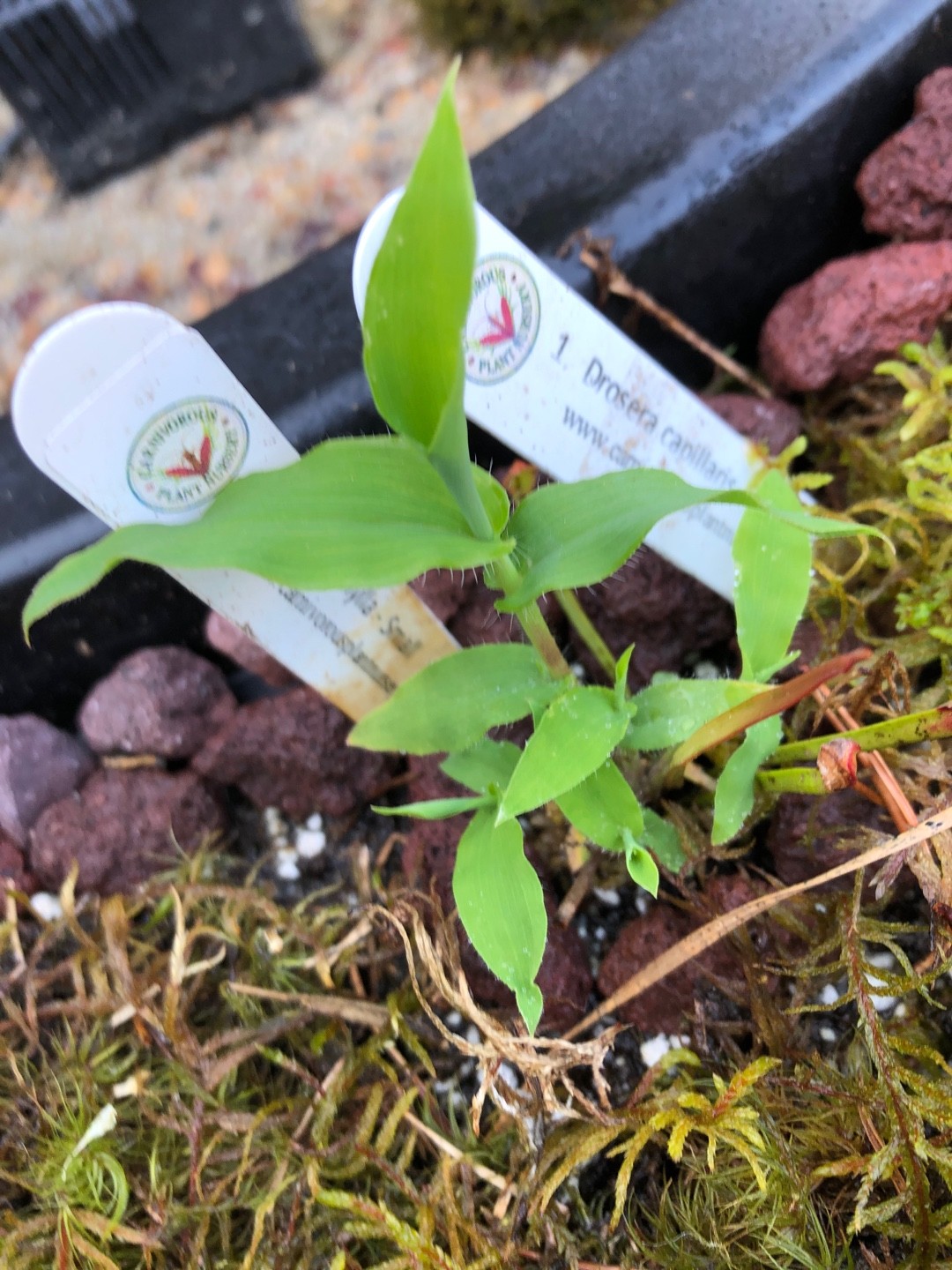 Arthraxon hispidus - PictureThis