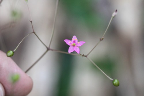 Jewels-of-opar (Talinum paniculatum) Flower, Leaf, Care, Uses - PictureThis