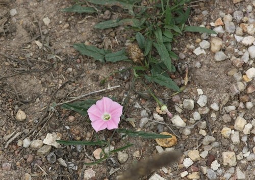 Convolvulus erubescens - PictureThis