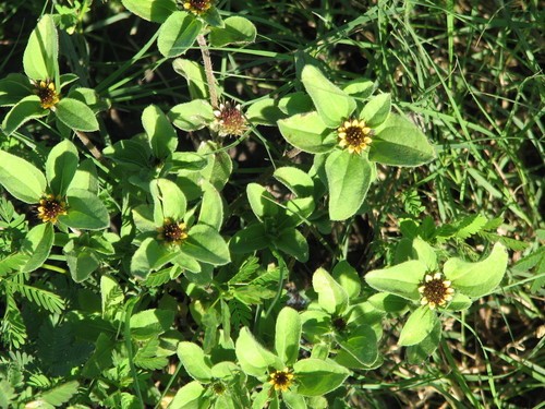 Ojo de pollo (Sanvitalia ocymoides) - PictureThis