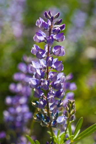 Lupinus arbustus - PictureThis