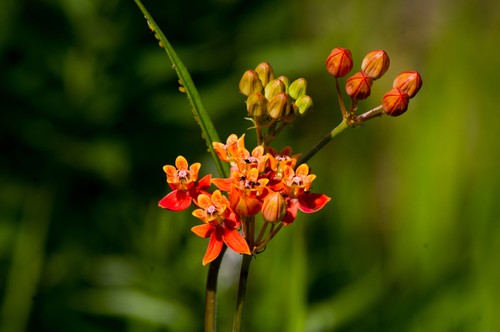Asclepias lanceolata - PictureThis