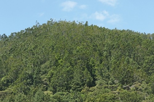 Kauri pine (Agathis australis) Flower, Leaf, Care, Uses - PictureThis