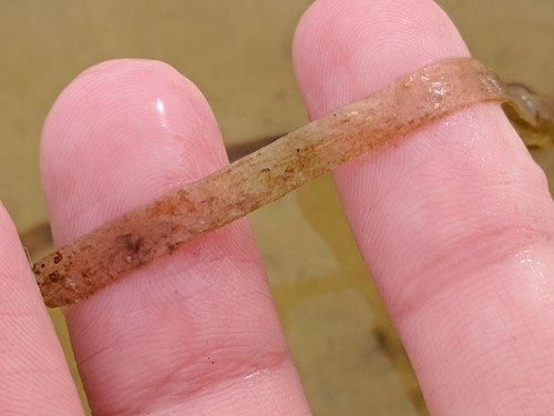 Seawrack (Zostera marina) Flower, Leaf, Care, Uses - PictureThis
