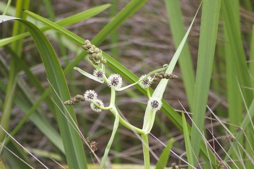 Bur-reeds (Sparganium) Flower, Leaf, Care, Uses - PictureThis