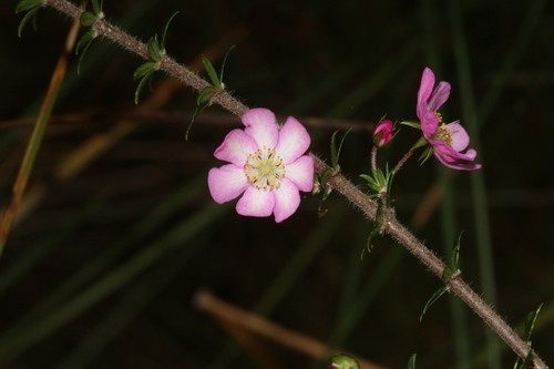 Bauera rubioides - PictureThis