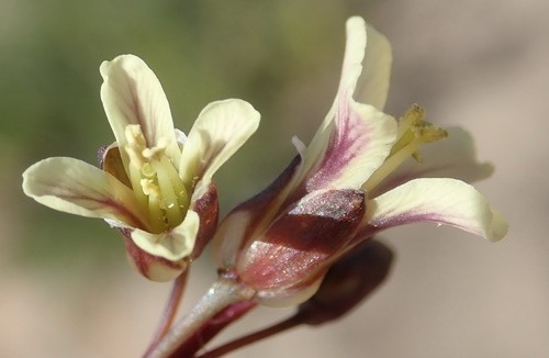 Heliophila elongata Cuidados (Plantando, Fertilizantes, Enfermedades ...