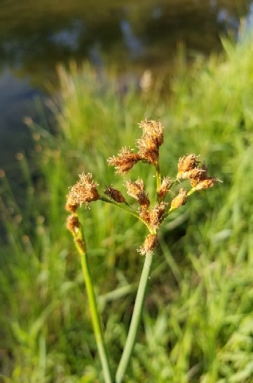 Tule de laguna (Schoenoplectus lacustris) - PictureThis