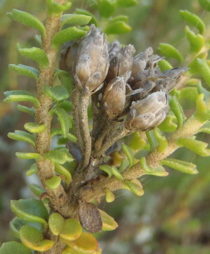 Athanasia quinquedentata Flower, Leaf, Care, Uses - PictureThis