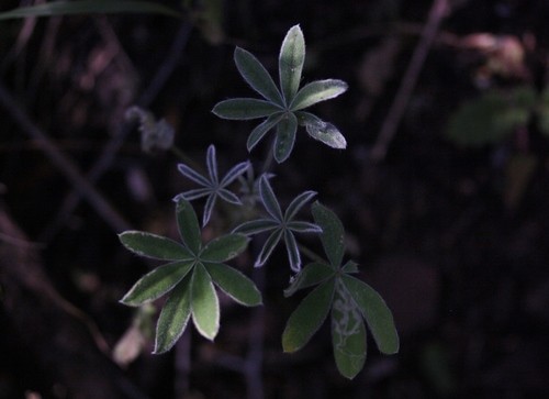 Longleaf bush lupine (Lupinus longifolius) Flower, Leaf, Care, Uses - PictureThis