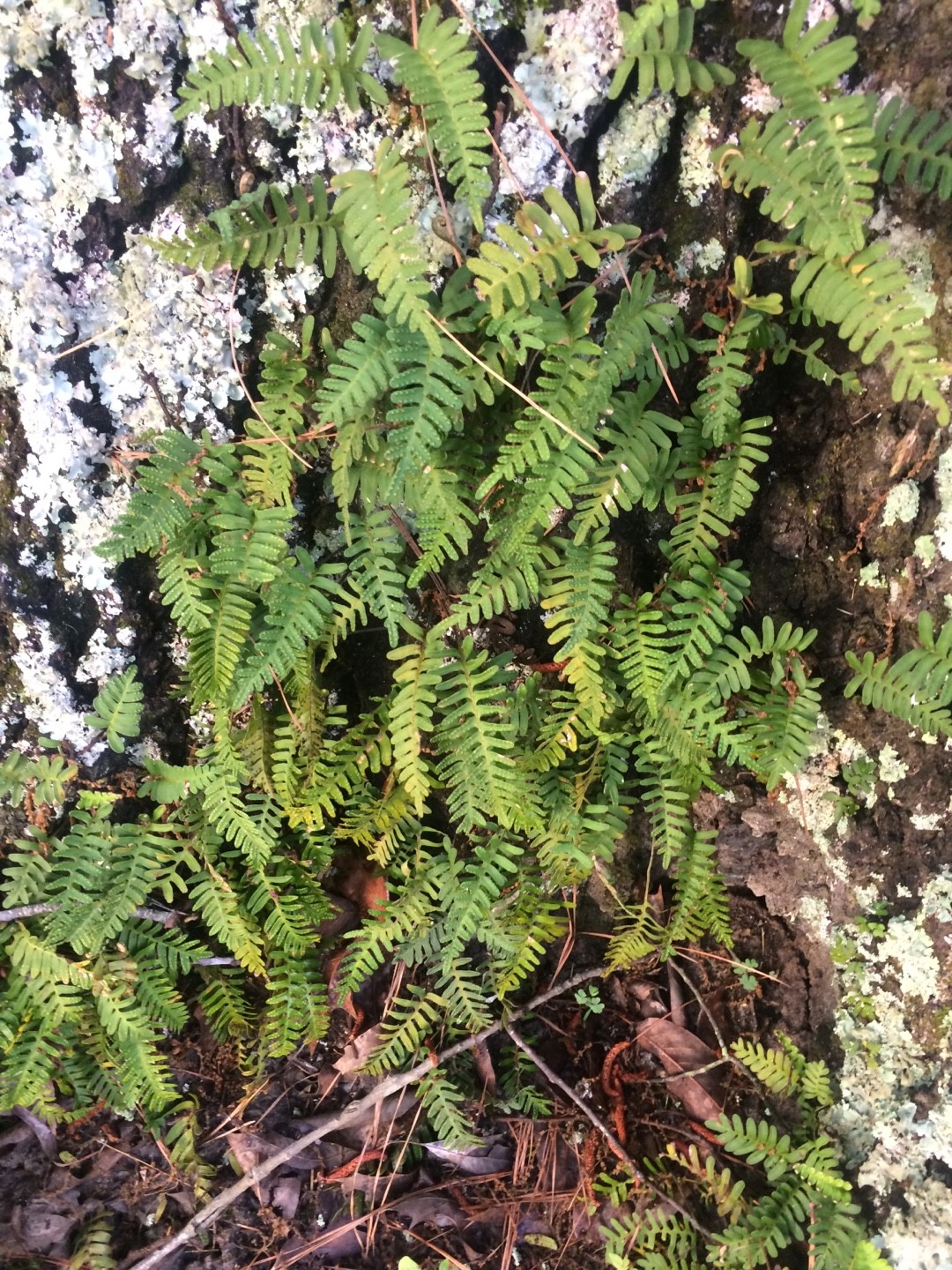 Polypodium - PictureThis