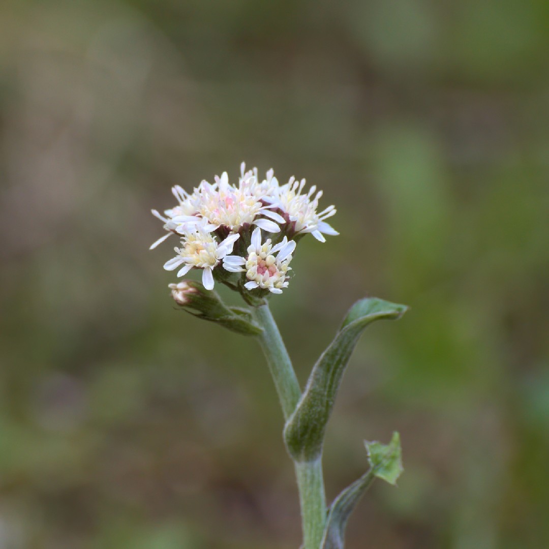 Where To Place Arctic sweet coltsfoot In Feng Shui? (Characteristics ...