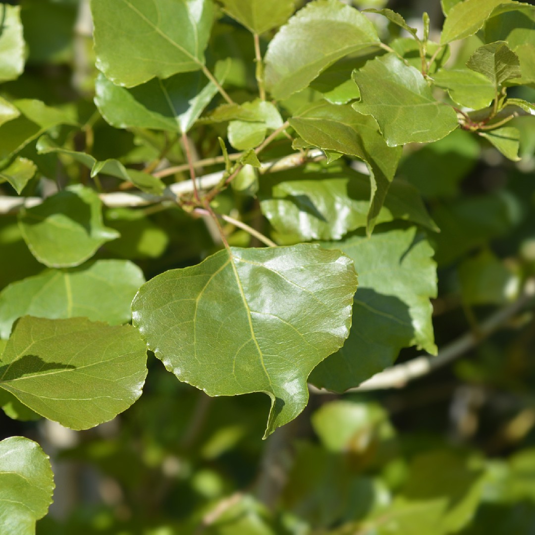 Black poplar Care (Watering, Fertilize, Pruning, Propagation) - PictureThis