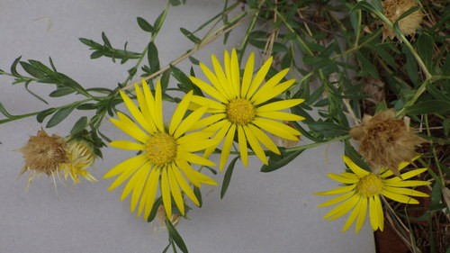 Texas sleepy-daisy (Xanthisma texanum) Flower, Leaf, Care, Uses ...