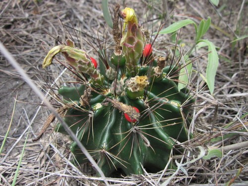 Thelocactus setispinus - PictureThis