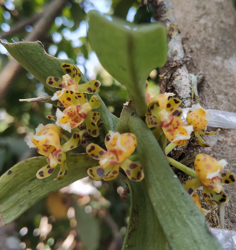 Gastrochilus Care (Watering, Fertilize, Pruning, Propagation) - PictureThis