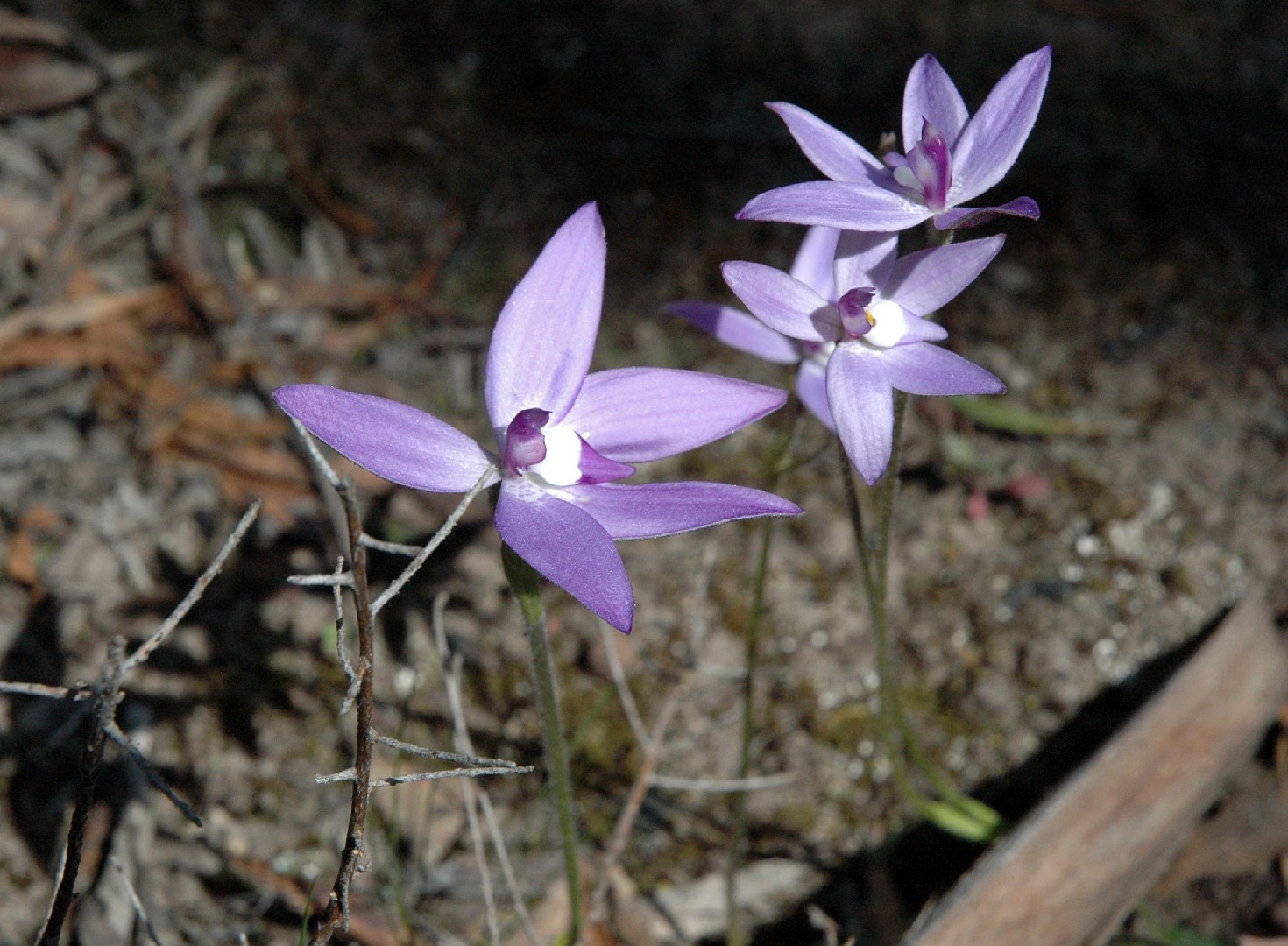 Parson-in-the-pulpit (Caladenia major) Flower, Leaf, Care, Uses ...