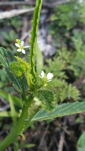 Caperonia castaneifolia - PictureThis