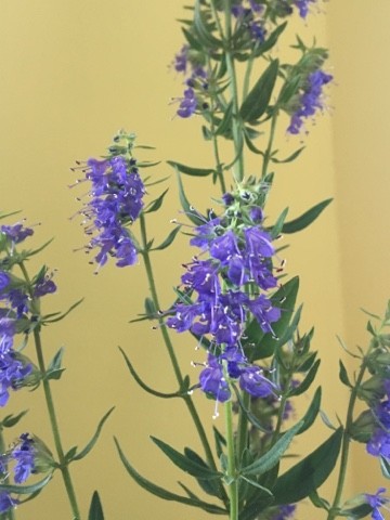 Hissopo (Hyssopus officinalis) - PictureThis