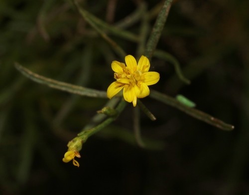 Pine-bush (Ericameria pinifolia) Flower, Leaf, Care, Uses - PictureThis