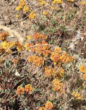 Alforfón de flor de azufre (Eriogonum umbellatum) - PictureThis