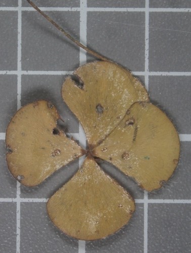 Water-clover (Marsileaceae) Flower, Leaf, Care, Uses - PictureThis