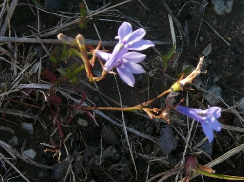 Edging lobelia (Lobelia erinus) Flower, Leaf, Care, Uses - PictureThis