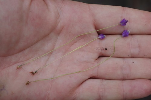 🌱 How to Propagate Burmannia coelestis