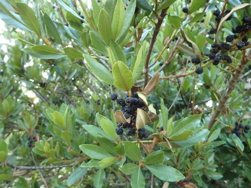 Candleberry-myrtle (Morella faya) Flower, Leaf, Care, Uses - PictureThis