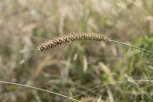 Setaria macrostachya - PictureThis