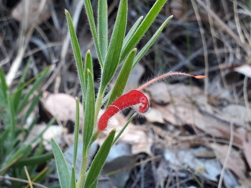 Adenanthos barbiger - PictureThis
