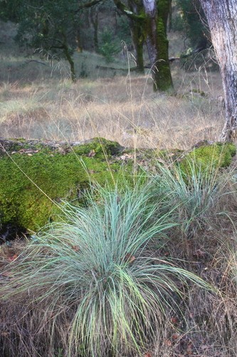 California Fescue (Festuca californica) Flower, Leaf, Care, Uses ...