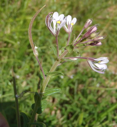 Sieruela monophylla - PictureThis