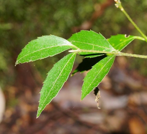 Southern sassafras (Atherospermataceae) Flower, Leaf, Care, Uses ...