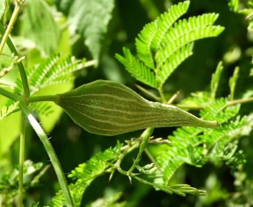 Schizocarpum parviflorum Flower, Leaf, Care, Uses - PictureThis