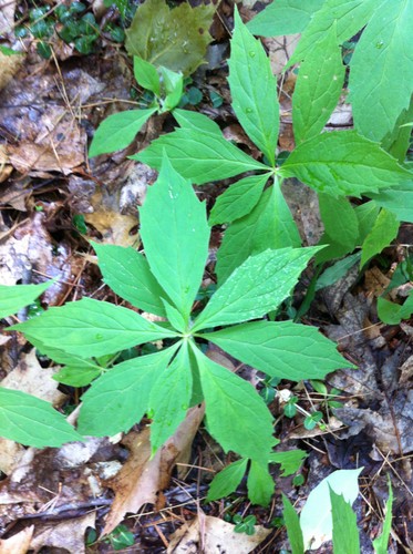 Cómo identificar Aster verticilo (Oclemena acuminata)